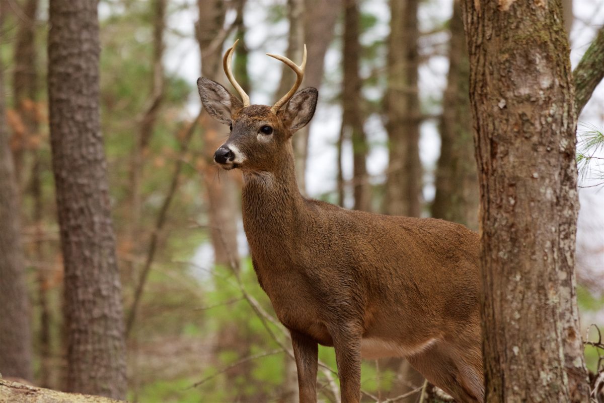Cabwaylingo State Forest: “West Virginia’s Diamond in the Rough” - West ...