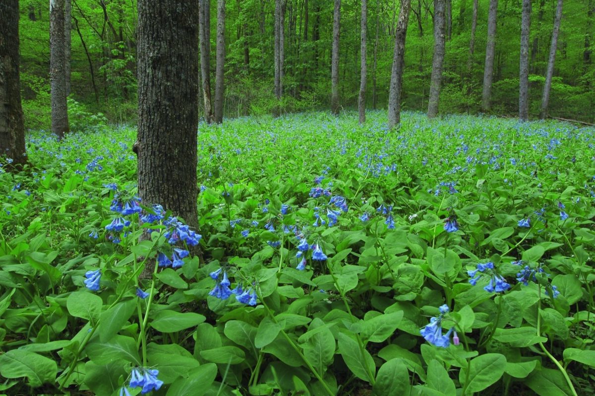 5 must-do spring activities at West Virginia State Parks
