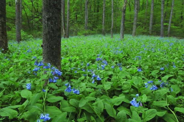 5 must-do spring activities at West Virginia State Parks