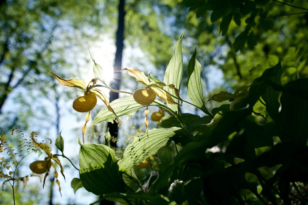 Find these rare and beautiful wildflowers at WV state parks and forests