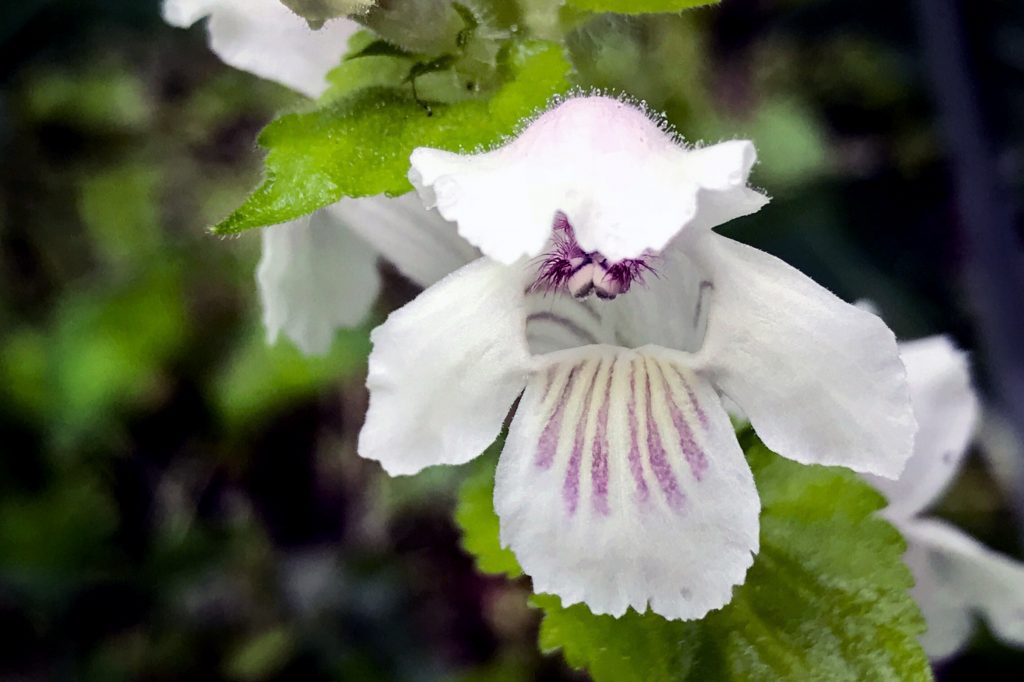 Find these rare and beautiful wildflowers at WV state parks and forests