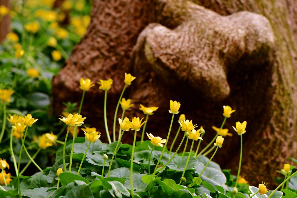 Find these rare and beautiful wildflowers at WV state parks and forests