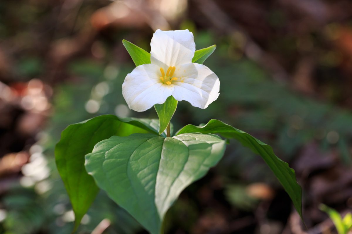 The Best Wildflower Hikes at West Virginia State Parks