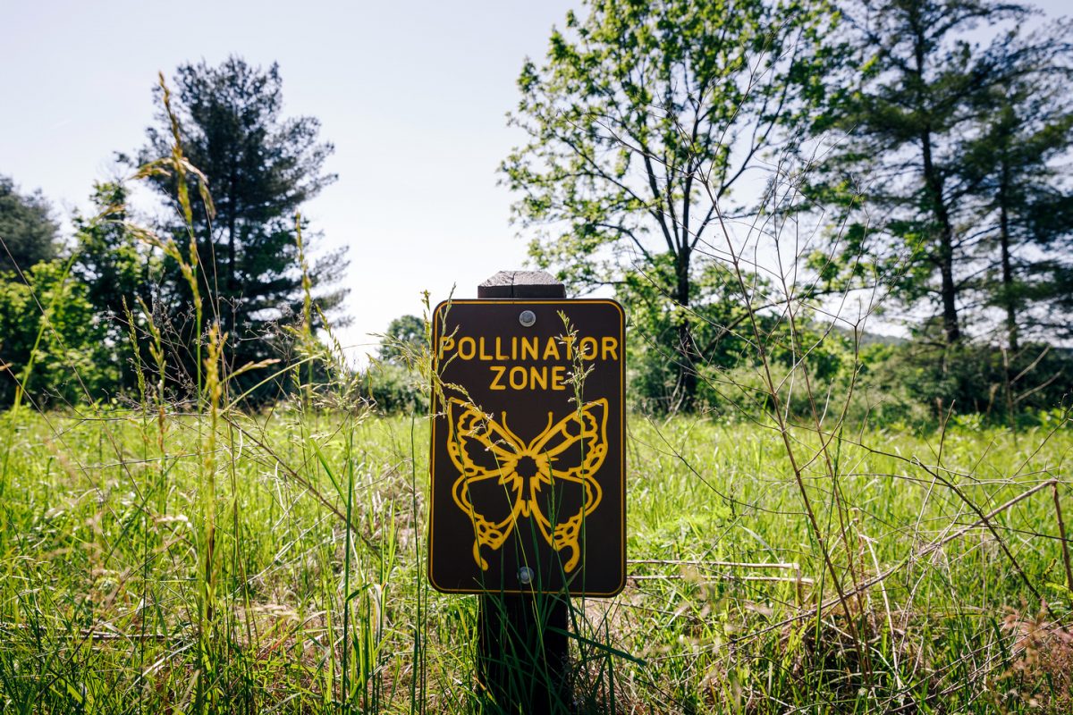 Pollinator zones abuzz at West Virginia State Parks