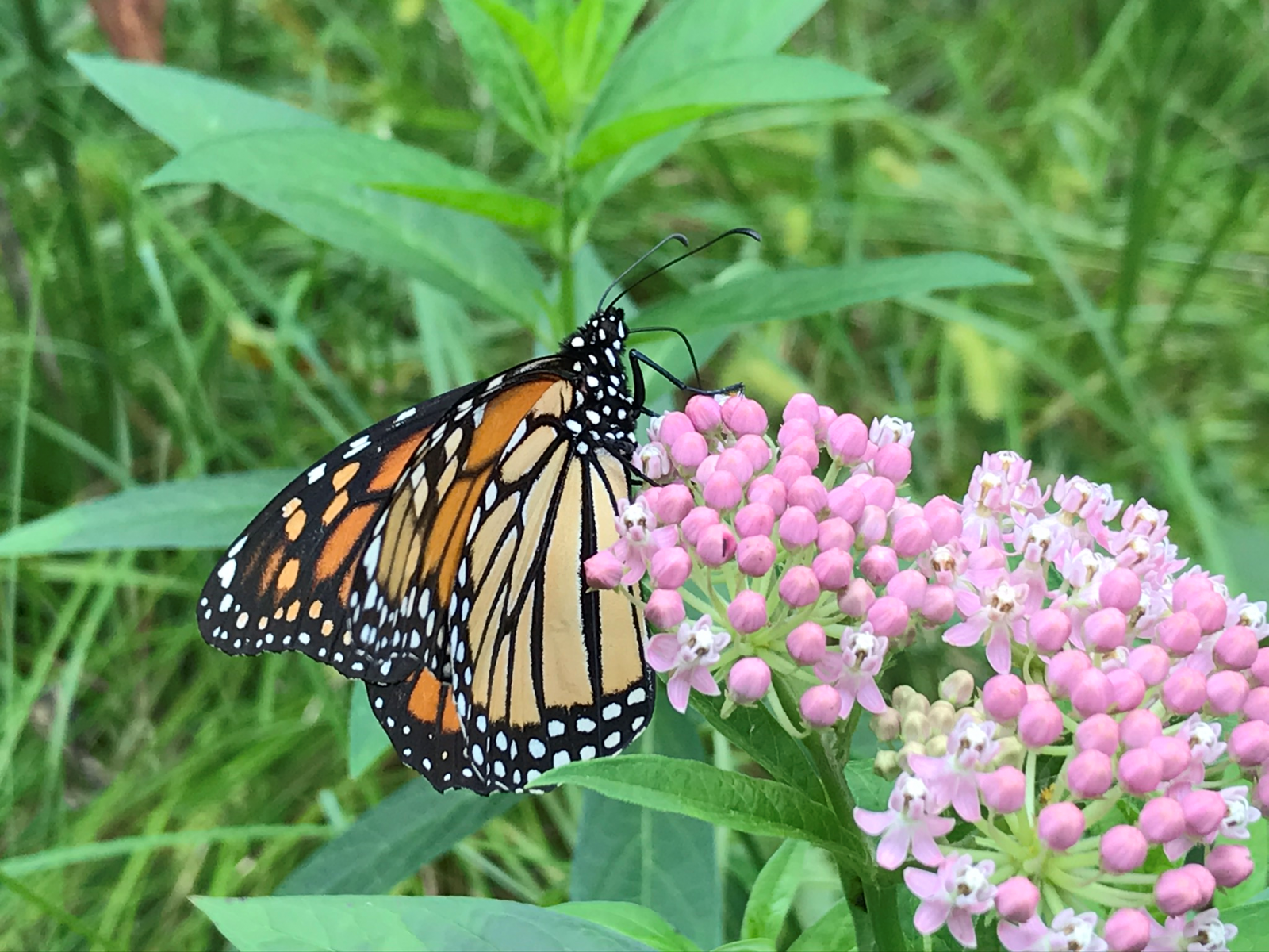 Pollinator zones abuzz at West Virginia State Parks