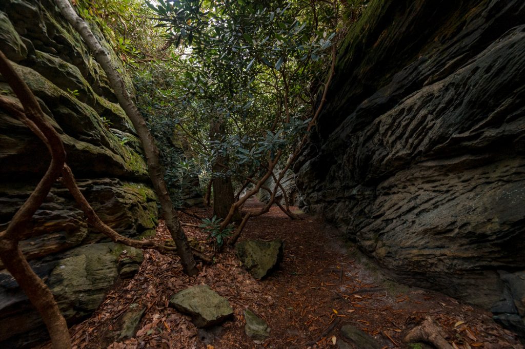 Guide to Outdoor Fun at Coopers Rock State Forest: Trails & More