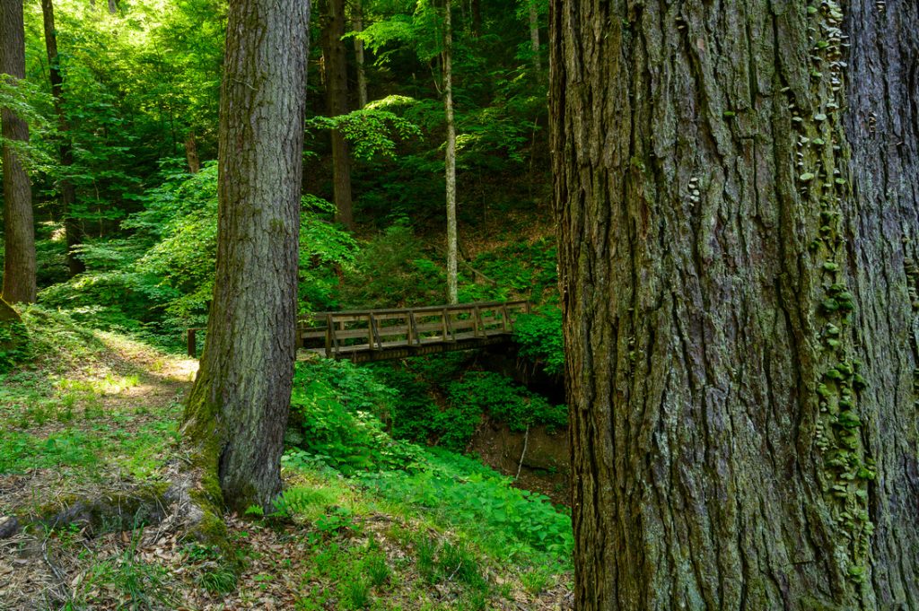 Your vacation guide for off-road adventures at Cabwaylingo State Forest