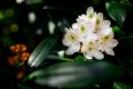 Capture some forest magic with a spring wildflower walk - West Virginia ...