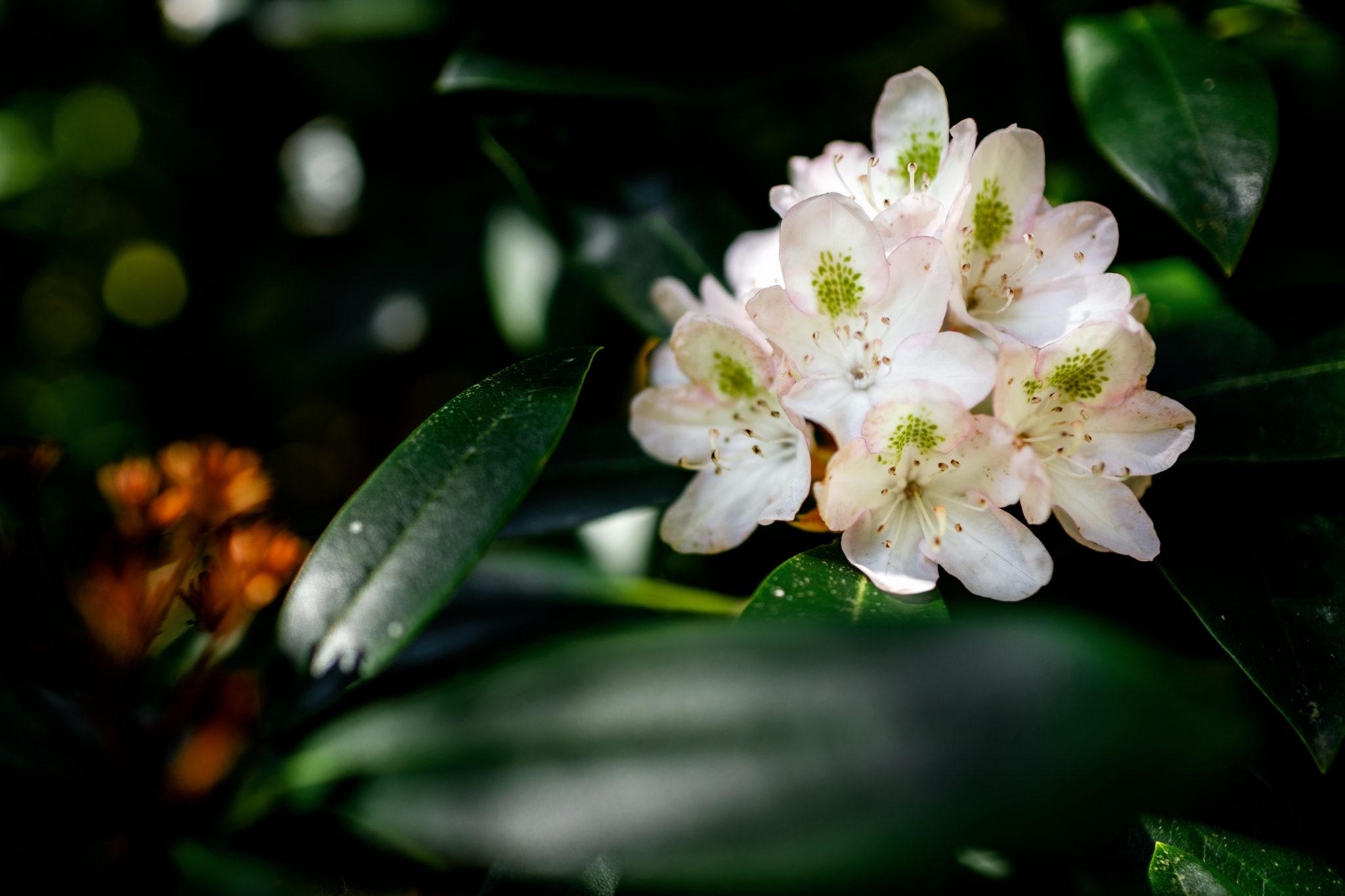 Capture some forest magic with a spring wildflower walk - West Virginia ...