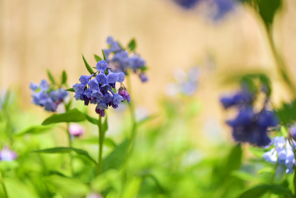 Capture some forest magic with a spring wildflower walk - West Virginia ...
