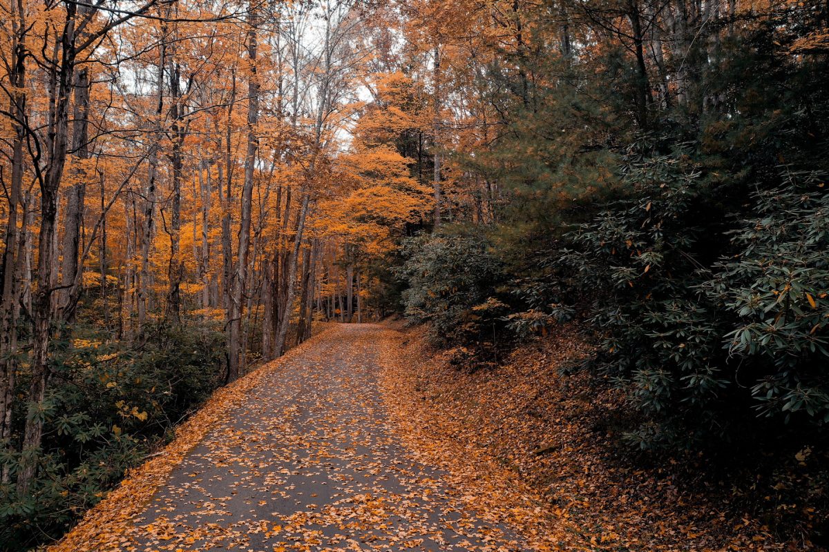 Your guide to fall adventures at Babcock State Park