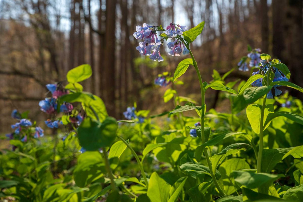 22 WV State Park photos to inspire your travel plans in 2022