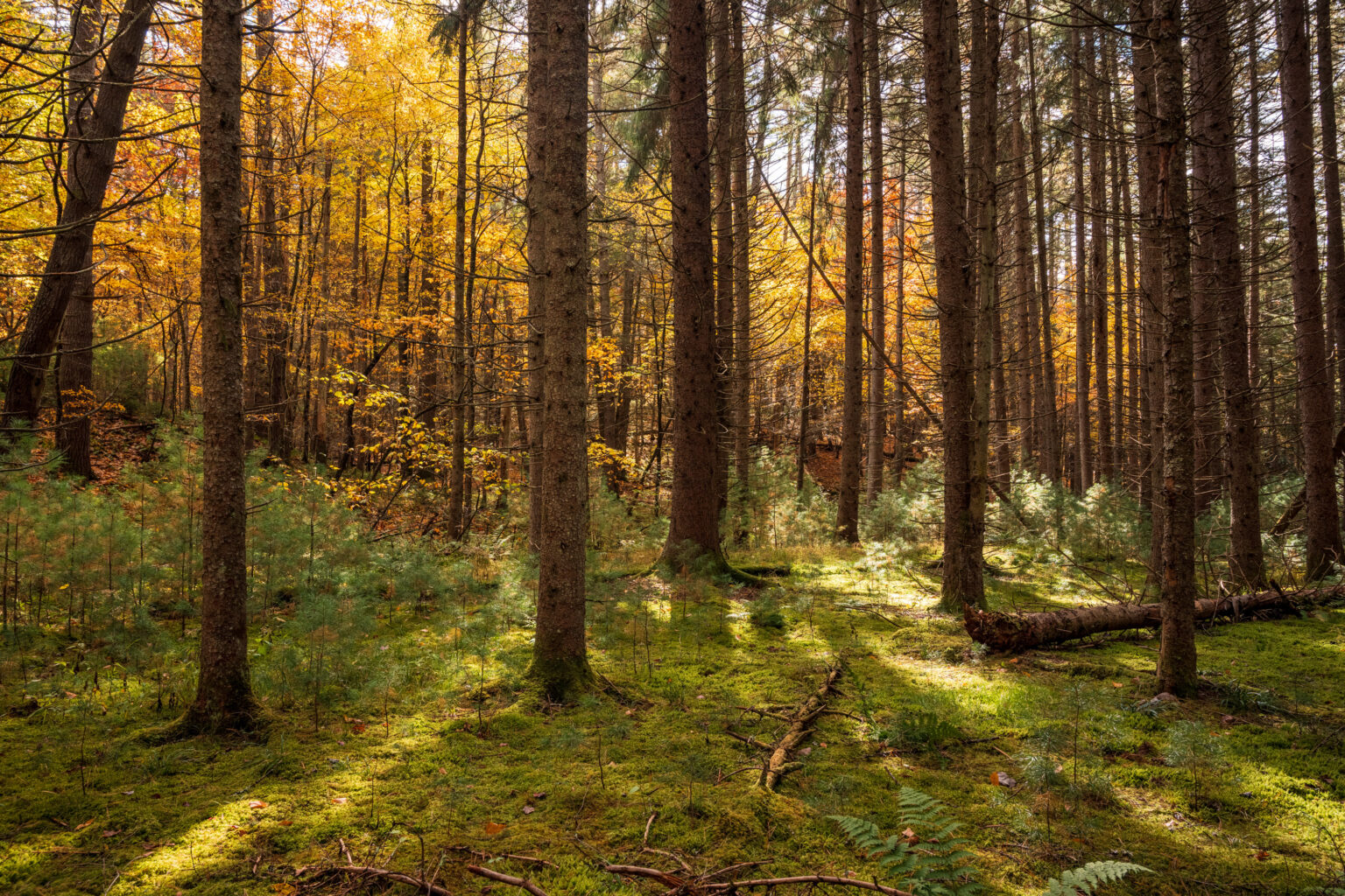 Seneca State Forest Overview & History - West Virginia State Parks