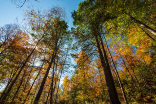 Add These WV State Park Campgrounds to Your Summer Bucket List - West ...